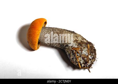 One whole edible mushroom on a white background isolated close-up ...