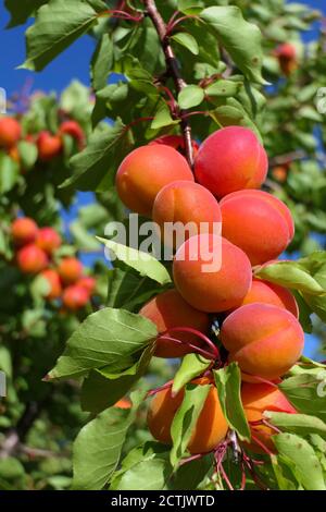 Branches with ripe apricots on tree in garden Stock Photo - Alamy