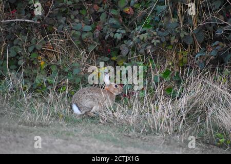 European rabbit / common rabbit (Oryctolagus cuniculus) running fast in ...