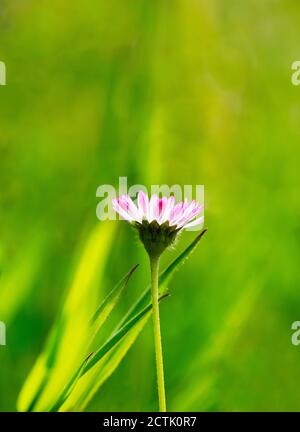 Blooming bellis perennis daisy in rose color the garden, Sofia ...