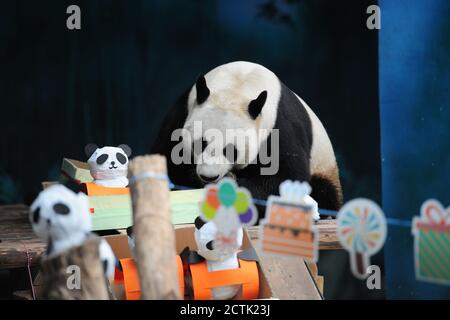 Panda Pupu plays a toy used for decoration for his 6th birthday at the ...