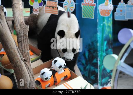 Panda Pupu plays a toy used for decoration for his 6th birthday at the ...