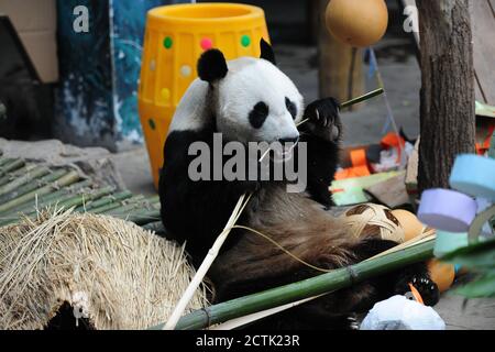 Panda Pupu eats bamboos at his 6th birthday at the Shenyang Forest Wild ...
