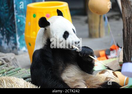 Panda Pupu eats bamboos at his 6th birthday at the Shenyang Forest Wild ...