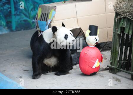 Panda Pupu plays a toy used for decoration for his 6th birthday at the ...