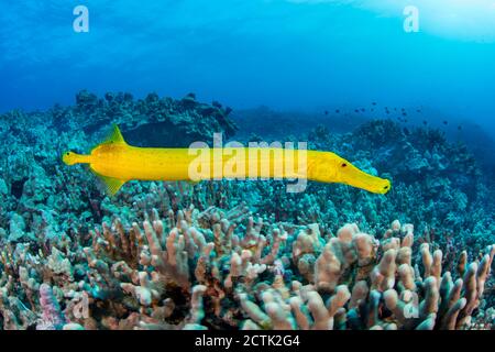Camouflage, Yellow Trumpetfish (Aulostomus chinensis) swims between a ...