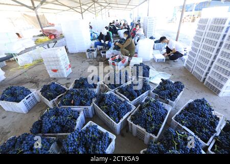 People pack grapes in Shuanghe, northwest China's Xinjiang Uyghur ...