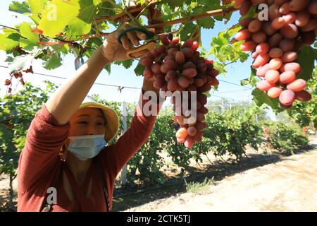 A person picks grapes in Shuanghe, northwest China's Xinjiang Uyghur ...