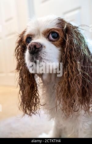 Portrait of an unhappy wet Cavalier King Charles Spaniel, Mandy, after ...
