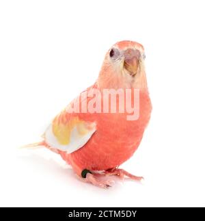 Bourke parrot 'Neopsephotus bourkii', pink mutation Stock Photo - Alamy