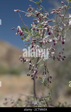 Desert Ironwood Tree (Olneya tesota), Saguaro West National Park ...