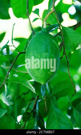 Tabog tree (Swinglea glutinosa Stock Photo - Alamy