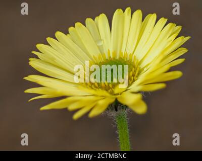 Yellow Erigeron Aureus (Fleabane) 'Canary Bird' Flower grown in the ...