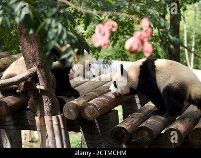 Feeding time for the panda Stock Photo - Alamy