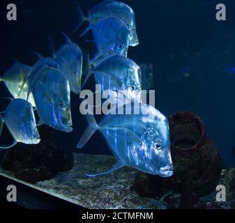 Monaco Oceanographic Museum Row of sad faces. Silver lookdown fish ...
