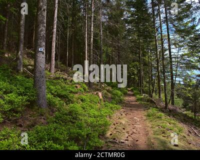 Coniferous forest, path, blueberry bush, spring, Fichtelgebirge ...
