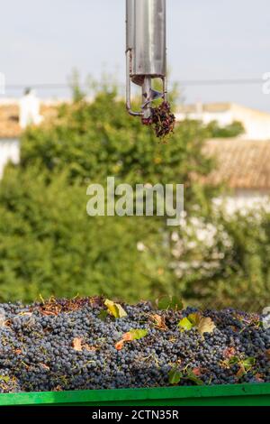 Automatic sampler for trucks extracts grapes from the vintage to ...