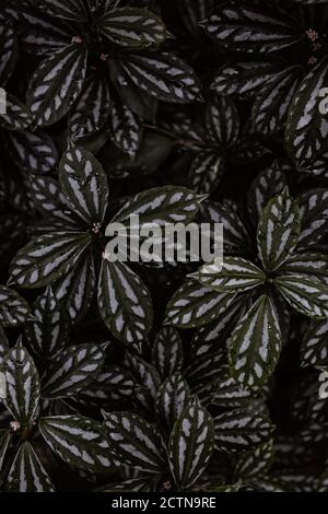 Pilea cadierei plant growing in a earthen pot in an Indian garden , the ...