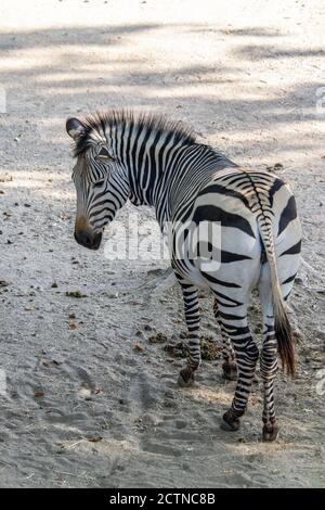 Vertical shot of zebra on the zoo Stock Photo - Alamy