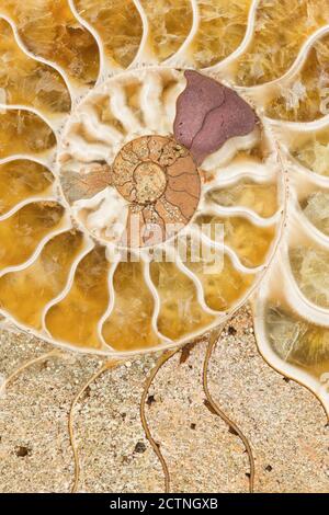 Macro photograph of a split fossilized ammonite shell showing the ...