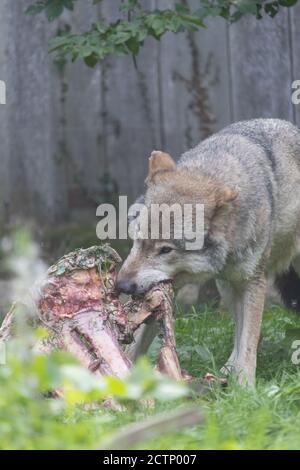 Vertical shot of a grey wolf eating meat and bones in the forest Stock ...