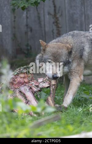 Vertical shot of a grey wolf eating meat and bones in the forest Stock ...