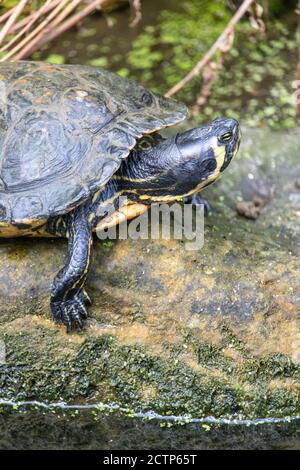 Vertical shot of swamp turtle on the rock Stock Photo - Alamy