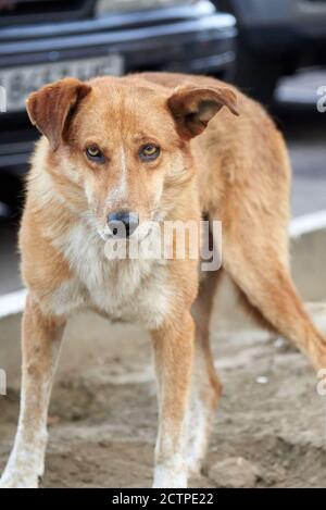 A big homeless dog stands on the ice of a winter frozen lake Stock ...