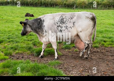 Cow with very large udder hanging below hocks in field - UK Stock Photo ...