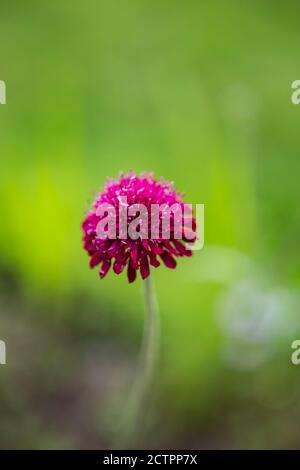 Red flowers of the perennial Macedonian scabious, Knautia macedonica ...