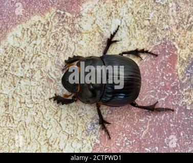Carolina Dung Beetle (Dichotomius carolinus) Insecta Stock Photo - Alamy