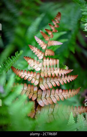 Dryopteris erythrosora [Copper shield fern] [Autumn fern] June UK Stock ...