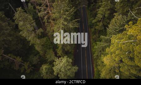 Aerial View of Giant Redwood Trees on Newton B. Drury Scenic Parkway ...