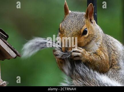 A Squirrel catches hold of its tail Stock Photo - Alamy
