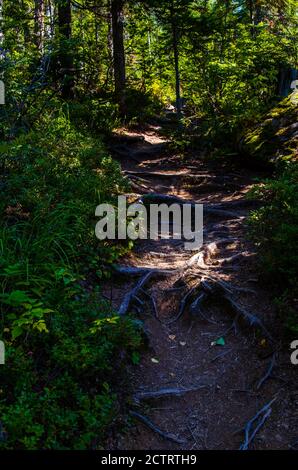 winding mountain path between forest and pasture in misty weather Stock ...