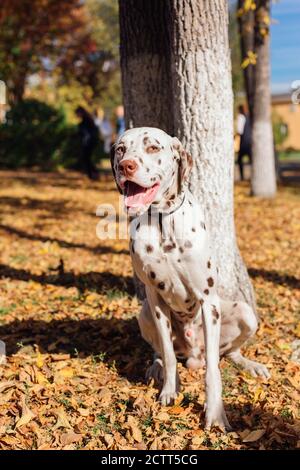 Cute spotted dolmatian in autumn park with yellow leaves Stock Photo ...