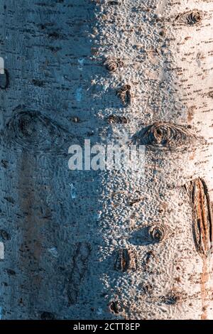 Aspen bark texture. Aspen tree bark detailed texture. Populus tremula ...