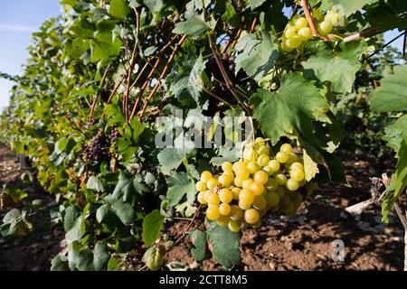 Beautiful picture of vineyards of Ciumbrud, Romania Stock Photo - Alamy