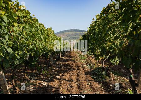 Beautiful picture of vineyards of Ciumbrud, Romania Stock Photo - Alamy