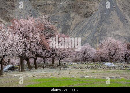 cherry blossom and apricot blossom, spring landscapes of northern areas ...