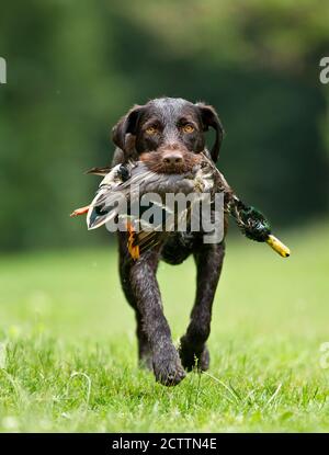 male German wirehaired Pointer Stock Photo - Alamy