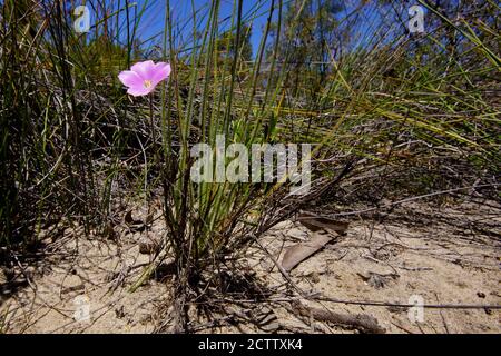 Giant rainbow plant (Byblis gigantea), with purple flowers, in natural ...