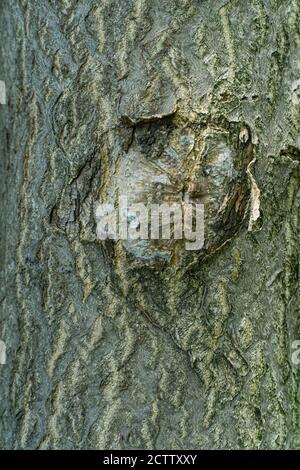 Tree skin texture details pattern old Stock Photo - Alamy