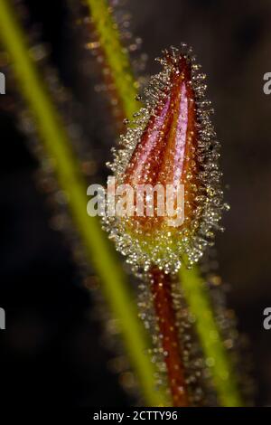 Giant rainbow plant (Byblis gigantea), with purple flowers, in natural ...