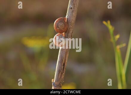 A selective focus shot of two snails - perfect for background Stock ...