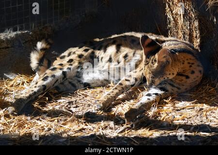 Serval cat lying and cleaning fur Stock Photo - Alamy