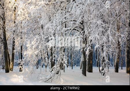 trees in the forest covered with fluffy snow. winter panoramic ...