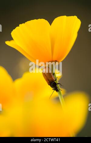 Red coleopteron insect on stem of California golden poppy flower Stock ...