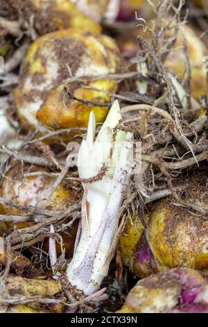 Lily - Lilium Manissa Stock Photo - Alamy