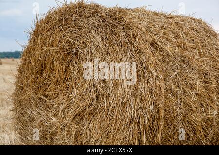 Round yellow haystacks are scattered in a chaotic manner on the field ...